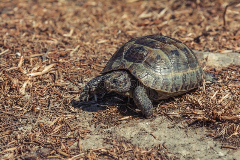 Land tortoise stock image. Image of closeup, giant, habitat - 100093589