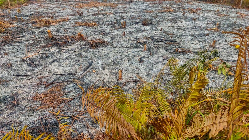 Land Burned To Clear Agricultural Land Stock Photo - Image of frost ...