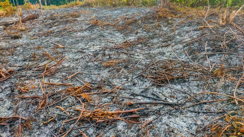 Land is Burned To Make Way for Agricultural Land Stock Image - Image of ...