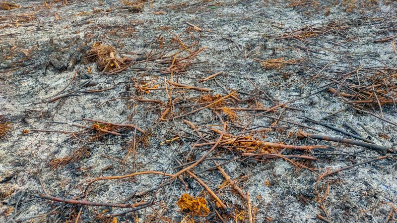 Land is Burned To Make Way for Agricultural Land Stock Image - Image of ...