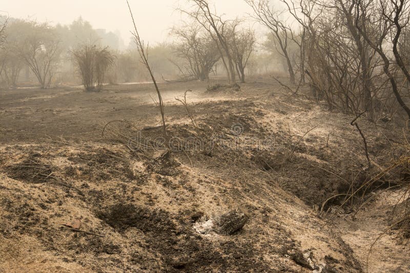 Land Burned by Wildfire Fire Stock Photo - Image of shrubs, tree: 186265514