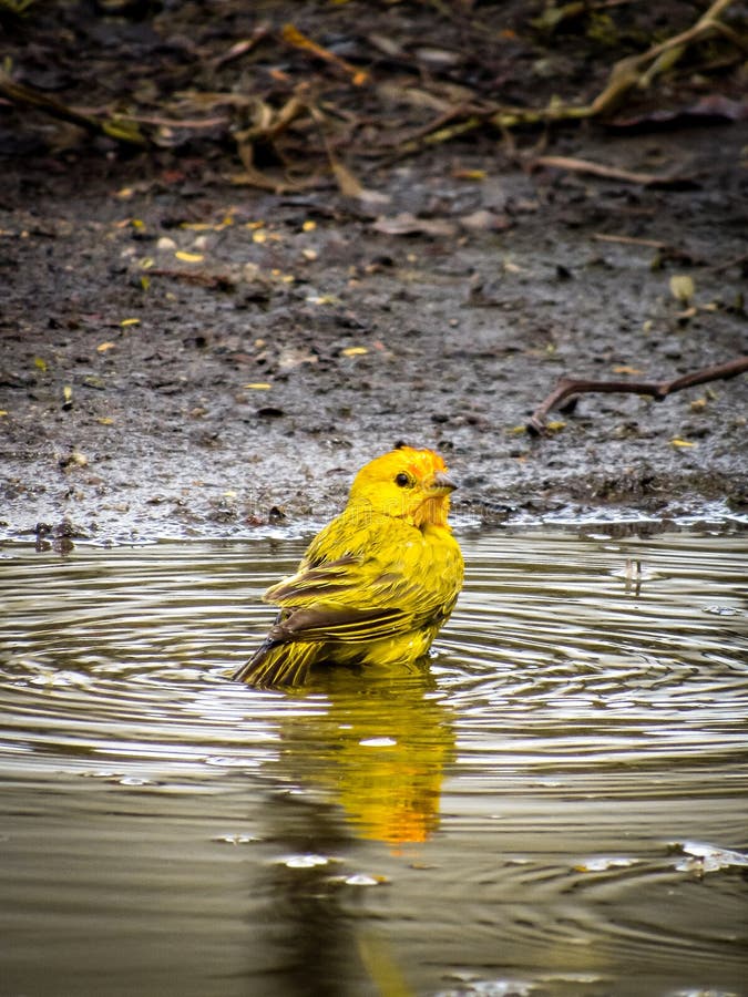 Bird bath stock photo. Image of green, bath, canary - 215183110