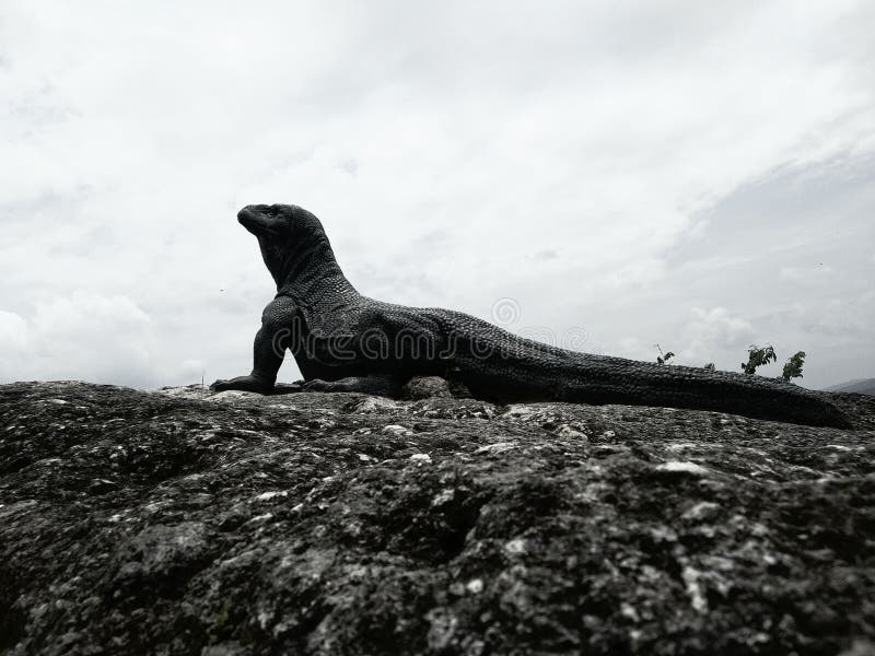 Land of Comodo Dragon in Black and White Picture Stock Photo - Image of ...