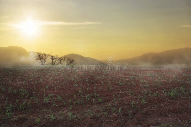 Land for corn cultivation. stock photo. Image of earth - 97721774
