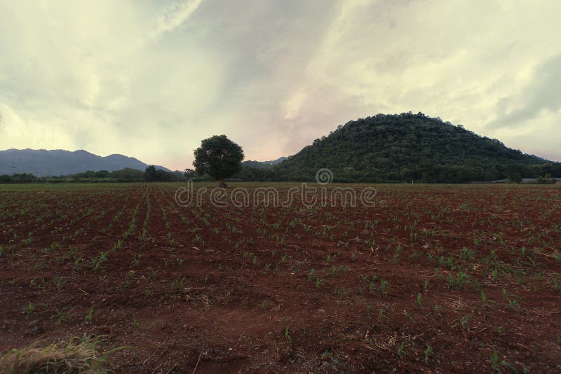 Land for corn cultivation. stock image. Image of fertilizer - 97721657