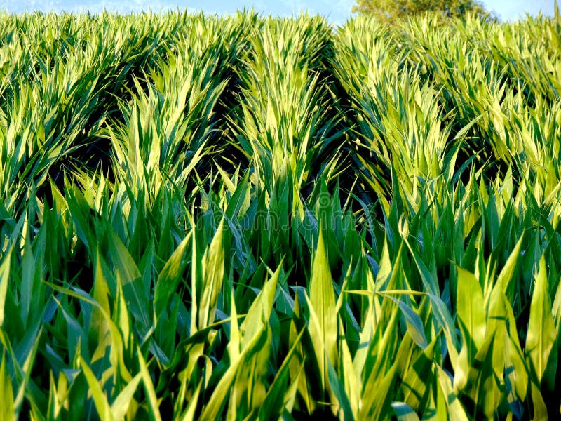 Land with Corn in Maramures County Stock Image - Image of corn, land ...