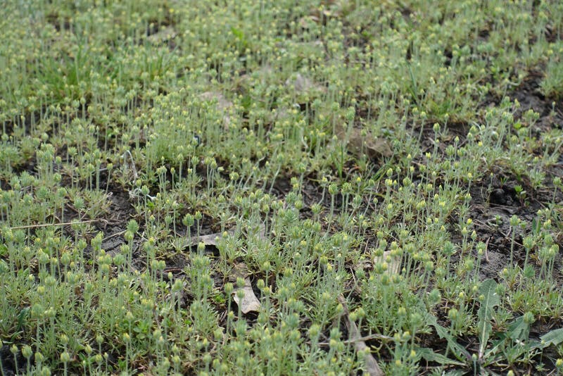 145 Land Bur Reel Stock Photos - Free & Royalty-Free Stock Photos from ...