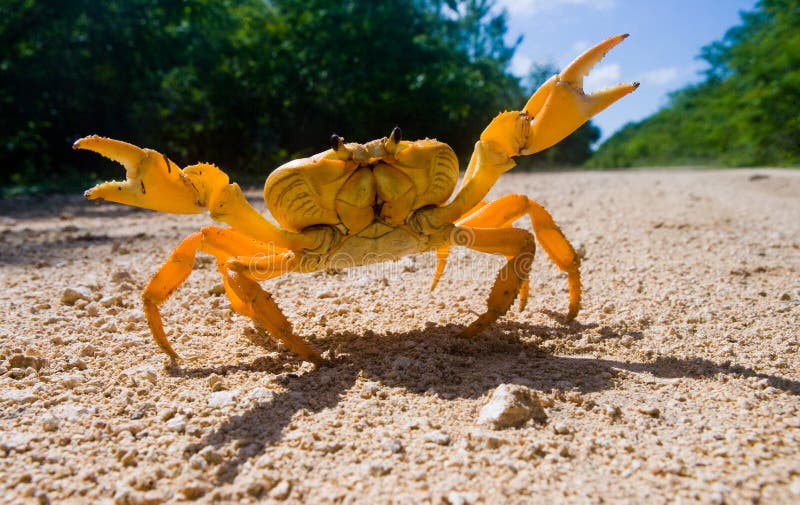 Land Crab Spread Its Claws. Cuba Stock Photo - Image of spread, meat ...