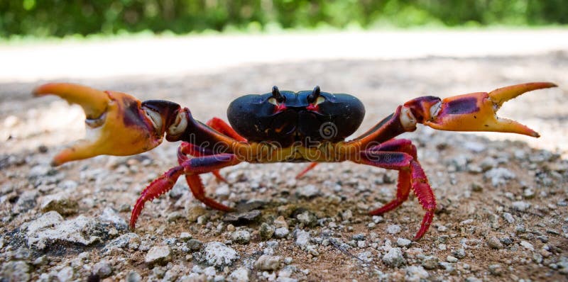 Land Crab Spread Its Claws. Cuba Stock Photo - Image of excellent, pose ...