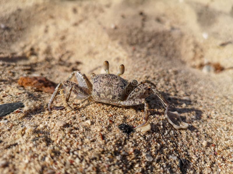 Land Crab, Terrestrial Crab on Sandy Beach of Egyp Stock Image - Image ...