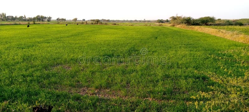 Land Crop Lond Sindh Pakistan Stock Photo - Image of paki, steppe ...