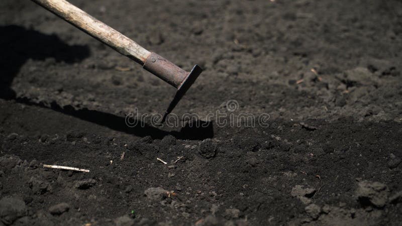 Land Cultivation with Hand Tools Stock Photo - Image of plant, growing ...