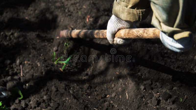 Land Cultivation with Hand Tools Stock Photo - Image of plant, growing ...