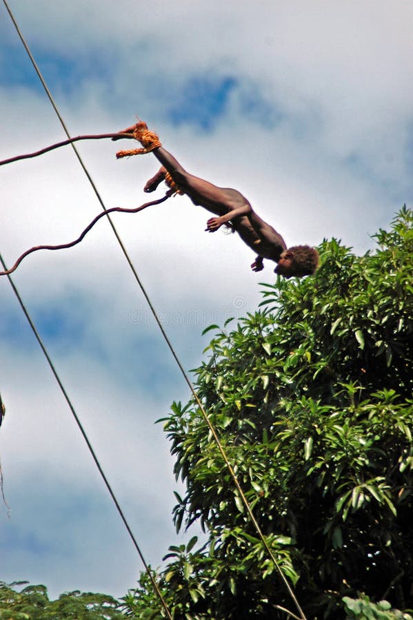 Land Diving. editorial image. Image of danger, bungee - 21920985