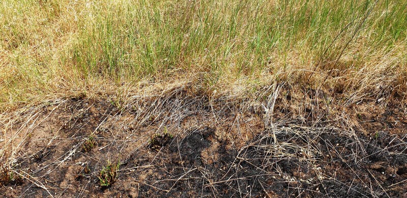 Land with Dry Grass after a Fire. Stock Photo - Image of nature, macro ...