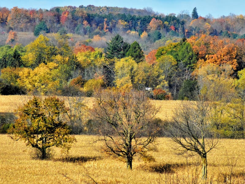 Land of fall Colors trees stock photo. Image of fall - 313867322