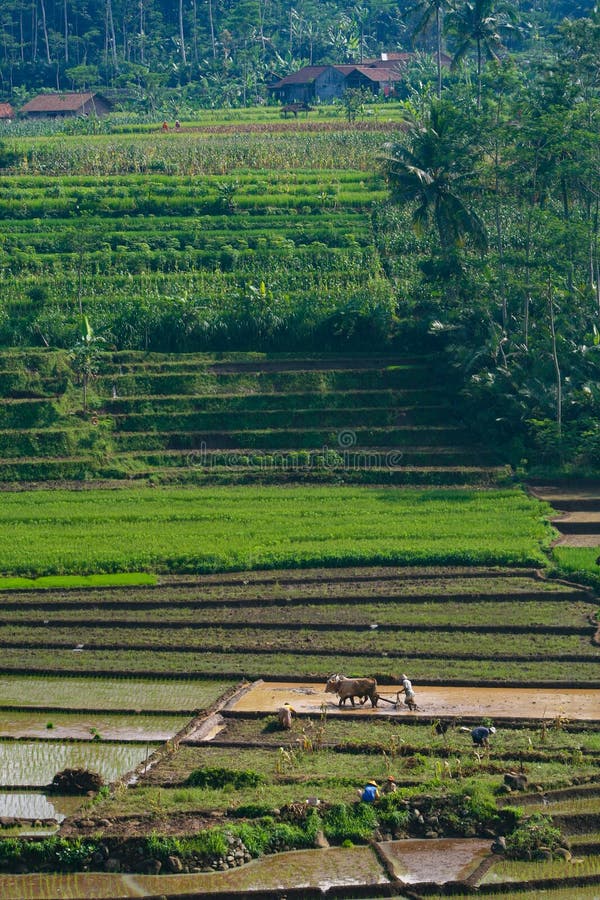 A Land with Farm Life & Beautiful Nature Stock Image - Image of life ...