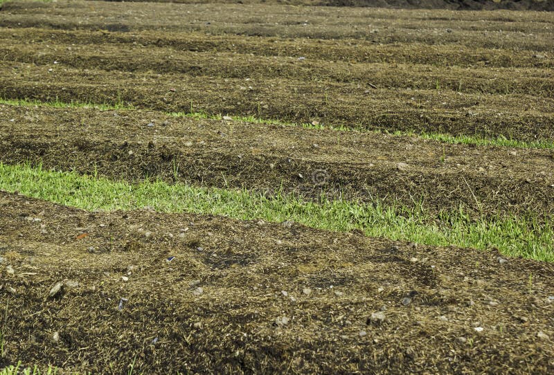 Land field for agriculture stock photo. Image of farming - 46040146
