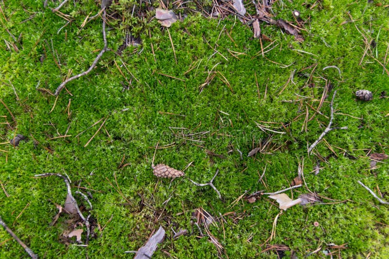 The Land in the Forest is Covered with Moss. Stock Image - Image of ...