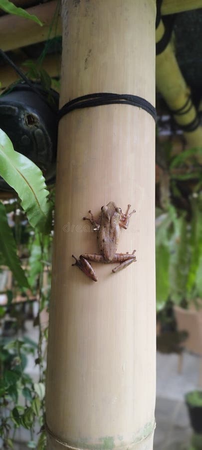 Land Frogs Live among the Trees Stock Photo - Image of wildlife, wood ...