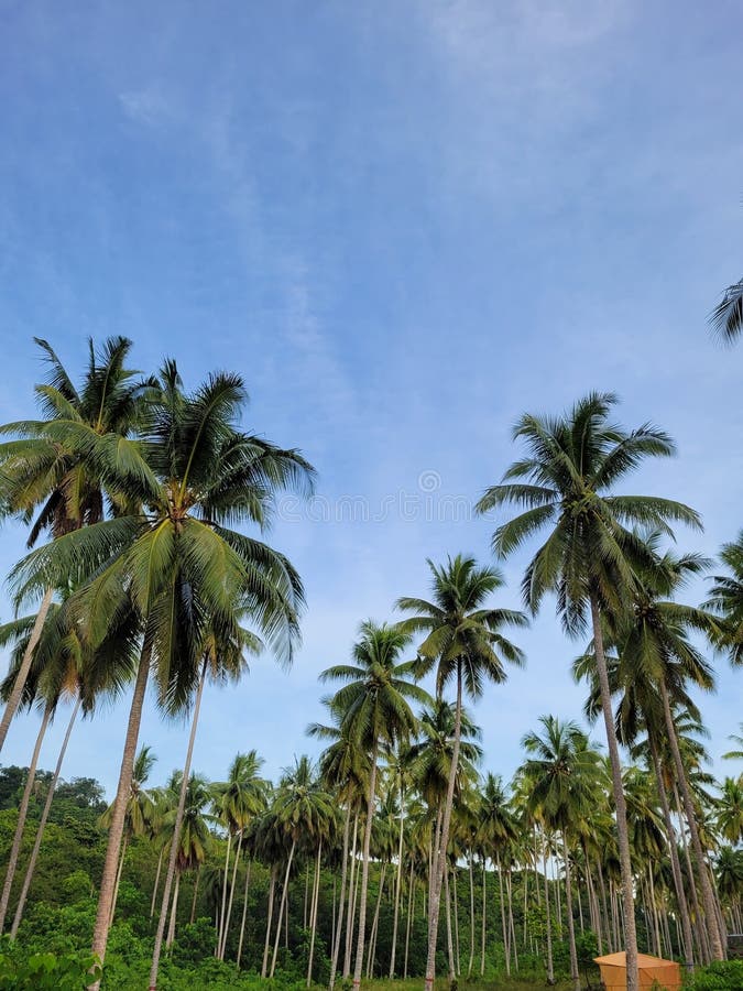 A Land Full of Many Coconut Trees Stock Image - Image of green, trees ...