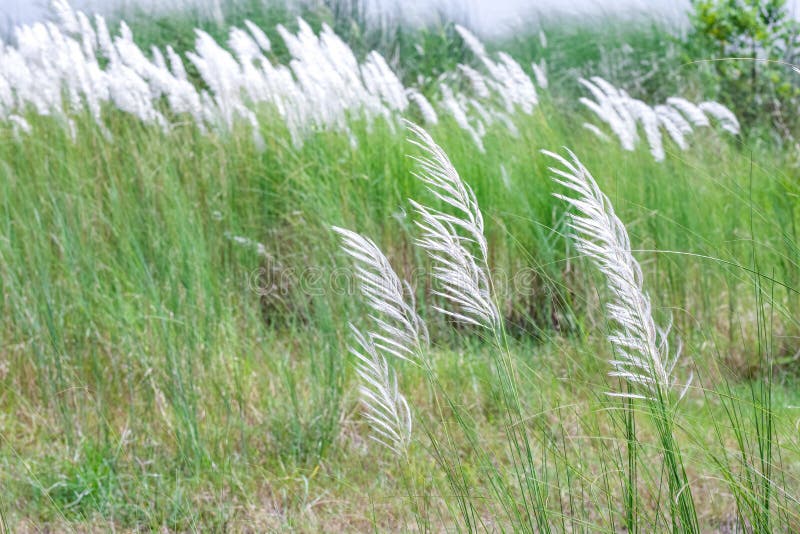 Land with Full of Wild Stipa Feather Grass with White Flowers Stock ...