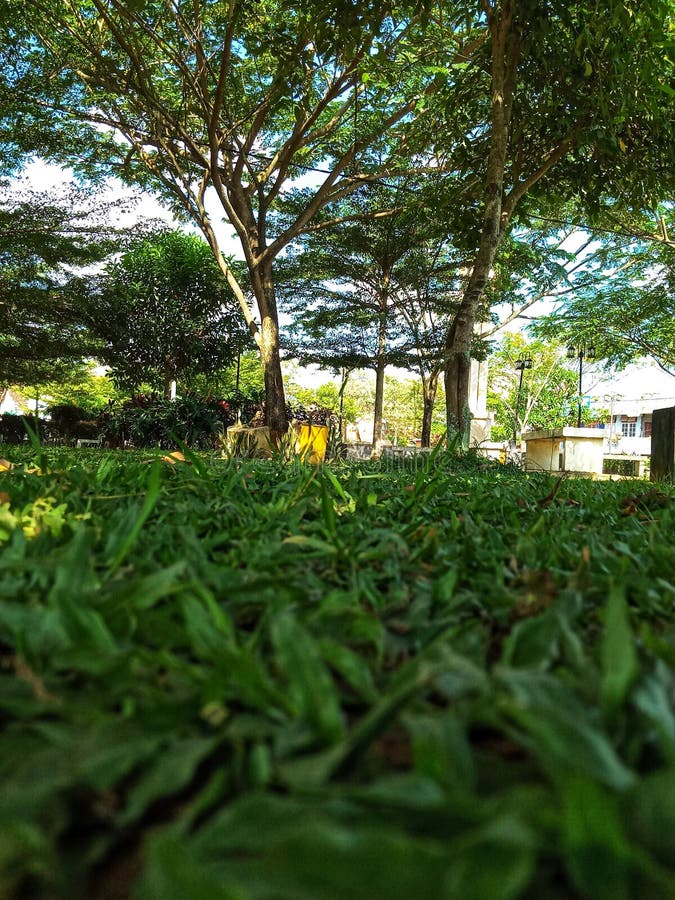 A land of grass stock image. Image of tree, green, garden - 222970459