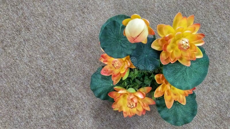 Land lotus 1 stock photo. Image of autumn, flower, pink - 228216480