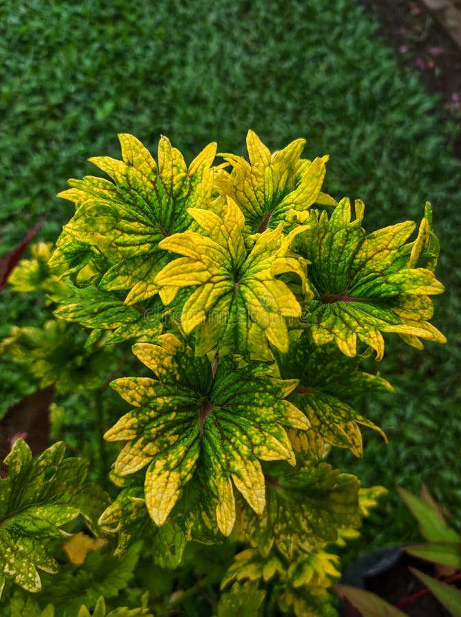 Land Lotus Flower in Indonesia Stock Image - Image of lotus, spruce ...