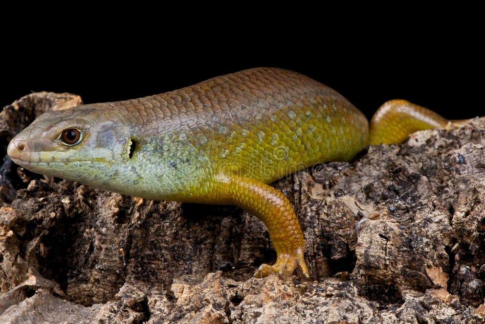 Land Mullet stock image. Image of biggest, large, egernia - 24744287