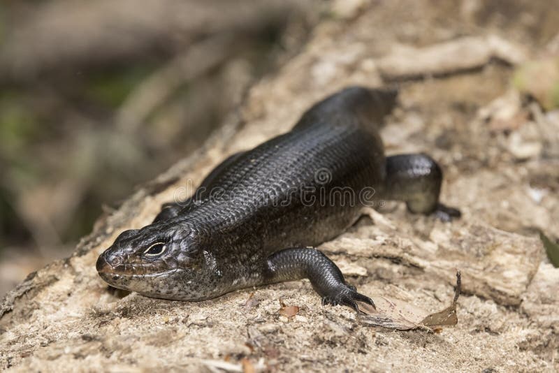 Land Mullet Lizard stock image. Image of skink, mullet - 204428965