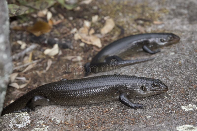 Mullet Lizards Photos - Free & Royalty-Free Stock Photos from Dreamstime
