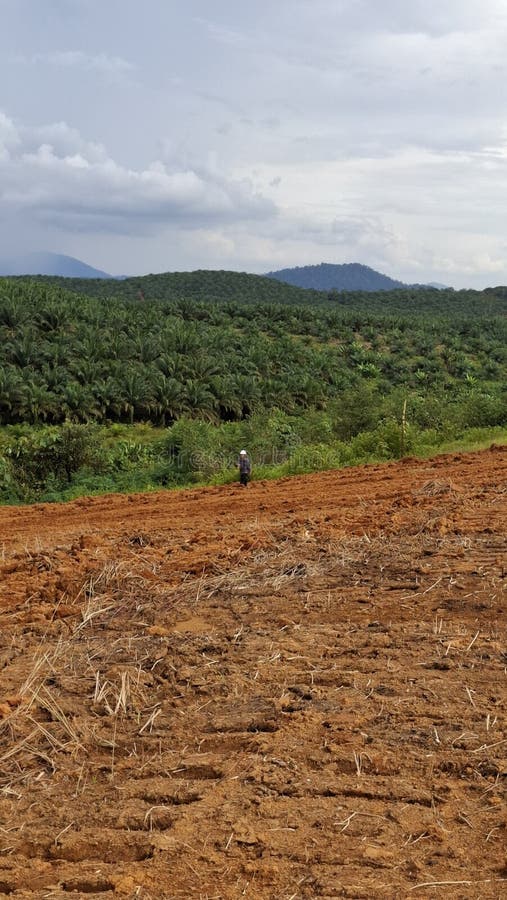 Land Palm Cpo Cpko Forest Proyect Surveyor Stock Photo - Image of land ...