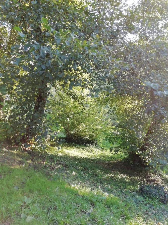 Trees stock image. Image of land, place, relax, trees - 129288531