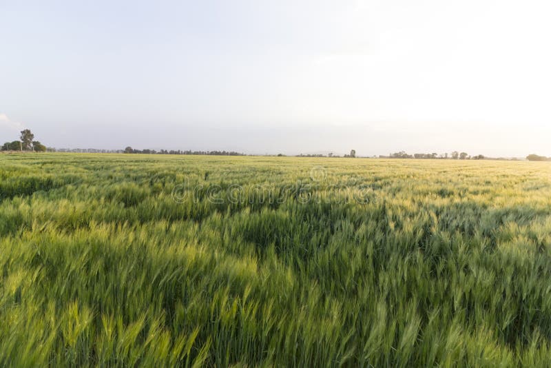 Land planted with wheat stock image. Image of growing - 112627581