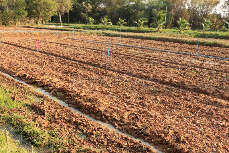 Land before Planting in Farm. Stock Image - Image of green, botany ...