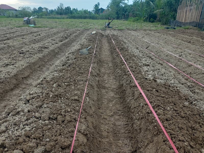 Land Preparation for Chilli Plants Stock Photo - Image of chilli, plain ...