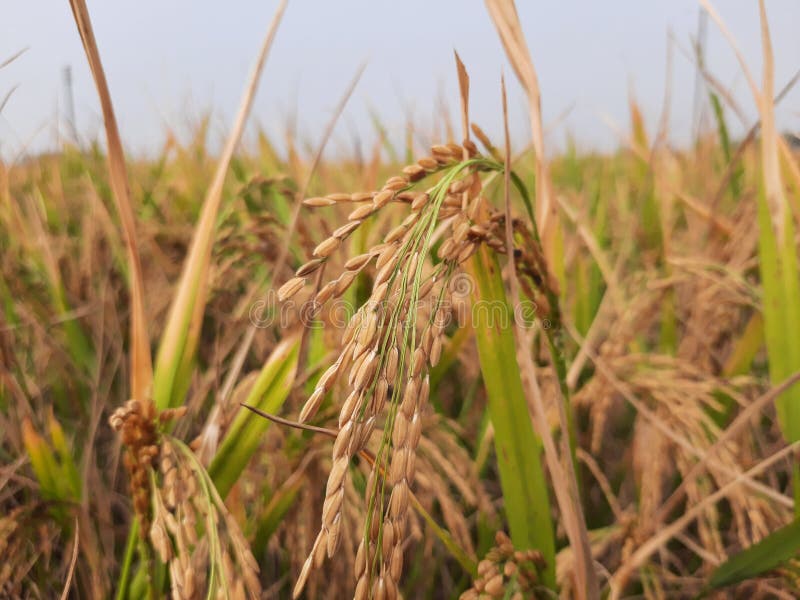 The Land of Ripe Paddy. Golden Paddy. Ripe Rice Field Stock Photo ...