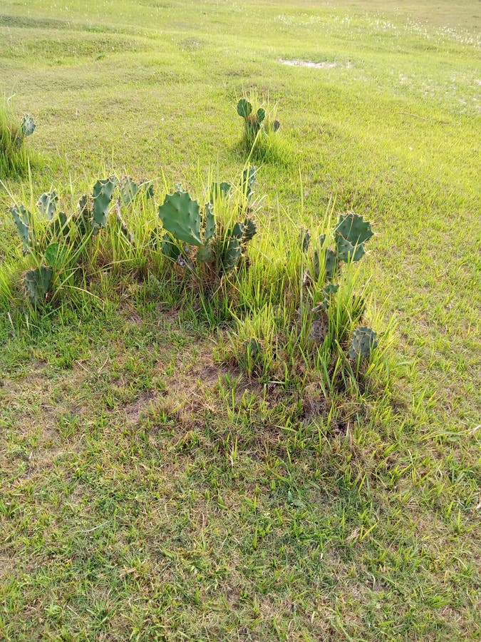 Land scap stock image. Image of scap, trees, nature - 153449959