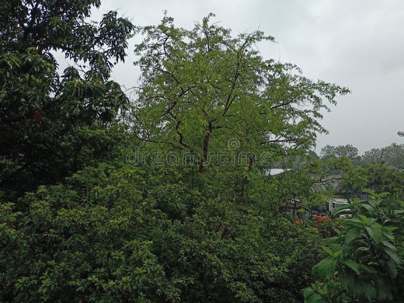 Land Scape Beautiful Rainfall Trees Fresh Environment Forest Stock ...