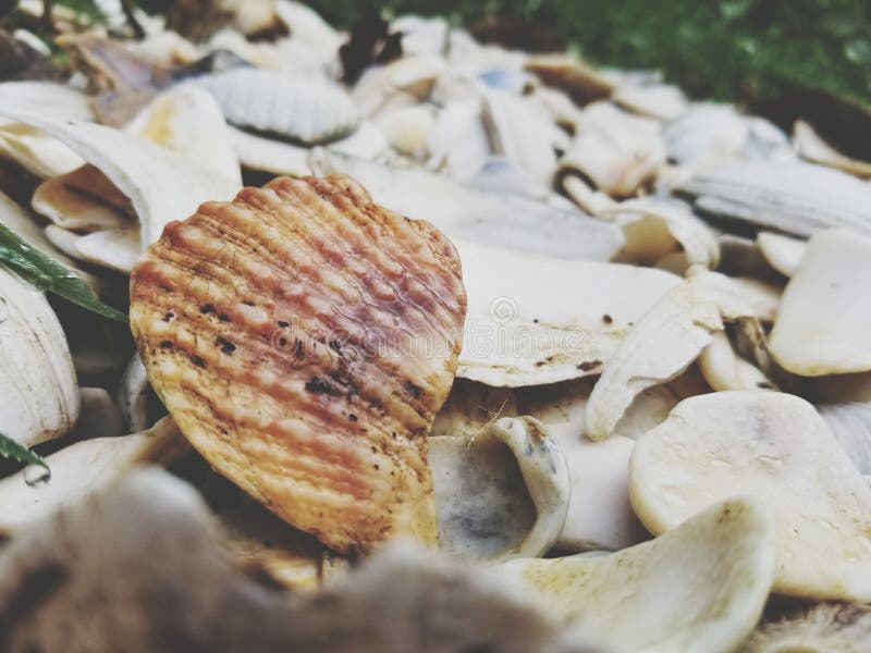 Land of shells stock photo. Image of shells, beach, land - 113165018