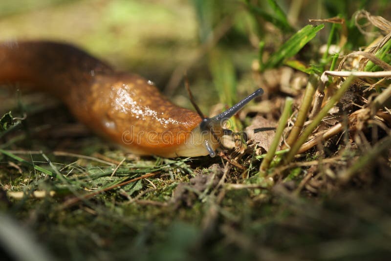 Land slug stock image. Image of living, gastropod, mollusk - 133850019