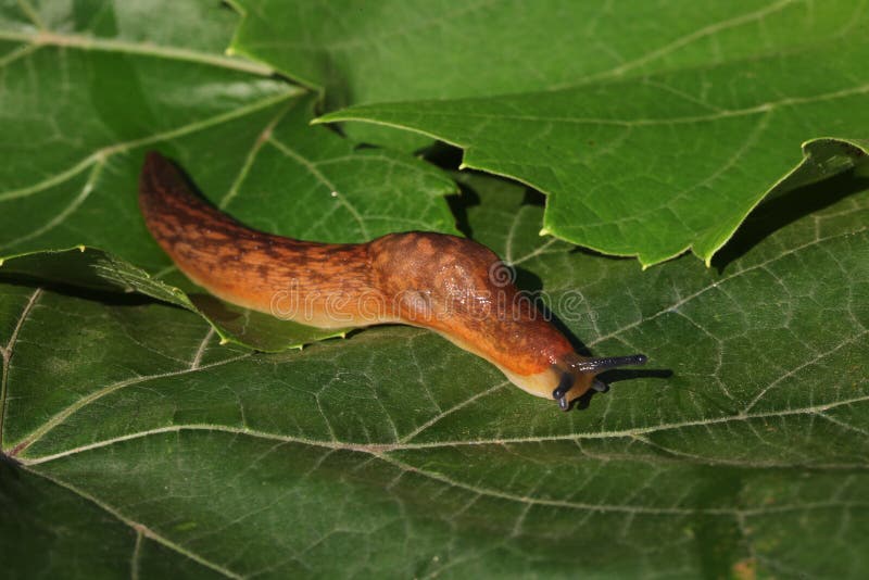 Land slug stock image. Image of close, slug, deroceras - 133850119