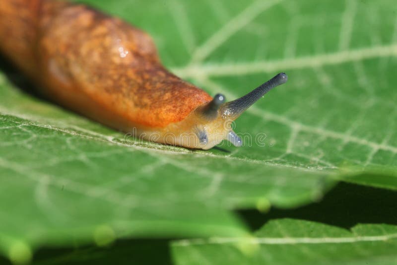 Land slug stock image. Image of gastropod, slug, slugs - 133850121