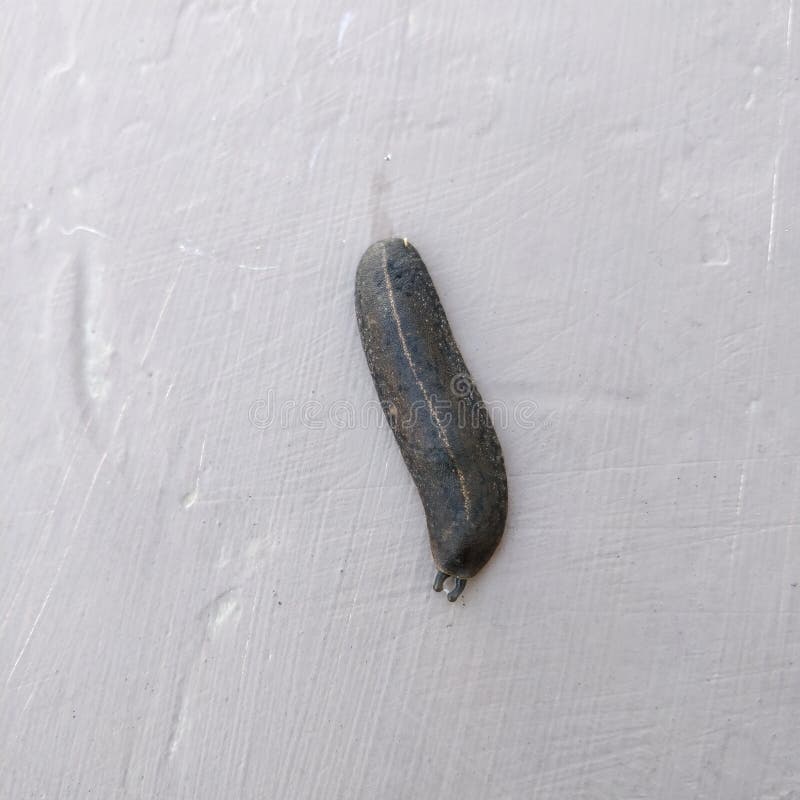 Land Slug, is a Common Name for Any Apparently Shell-less Terrestrial ...