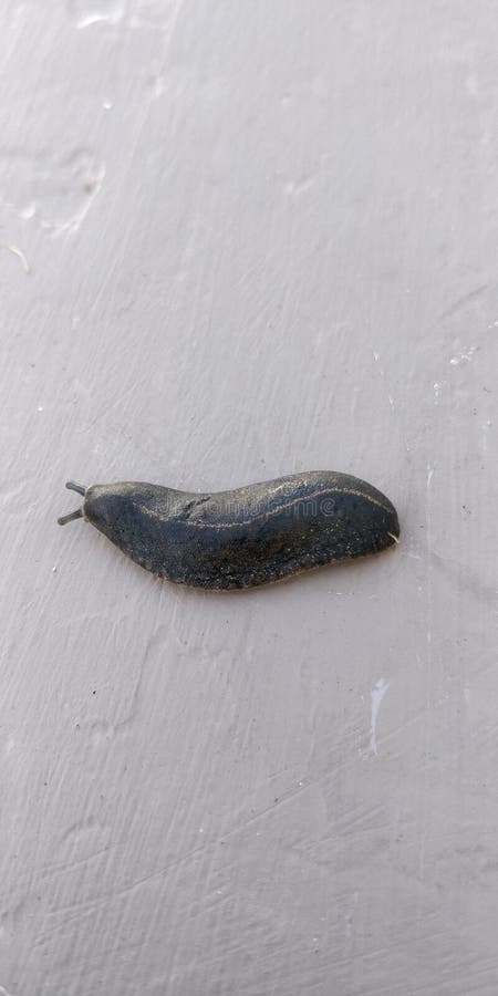 Land Slug,is a Common Name for Any Apparently Shell-less Terrestrial ...