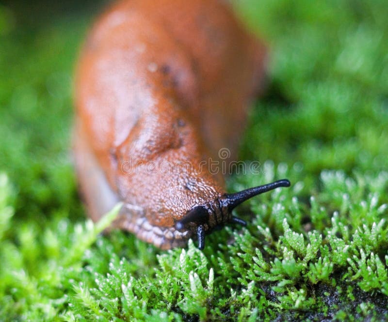 Land Slug on the Green Leaf Stock Image - Image of forest, creature ...