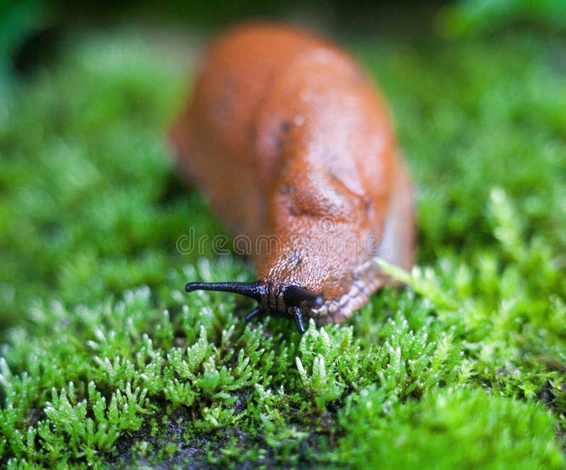 Land Slug,is A Common Name For Any Apparently Shell-less Terrestrial ...