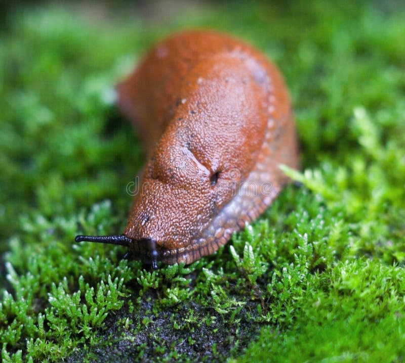 Land Slug on the Green Leaf Stock Photo - Image of animal, macro: 179743154