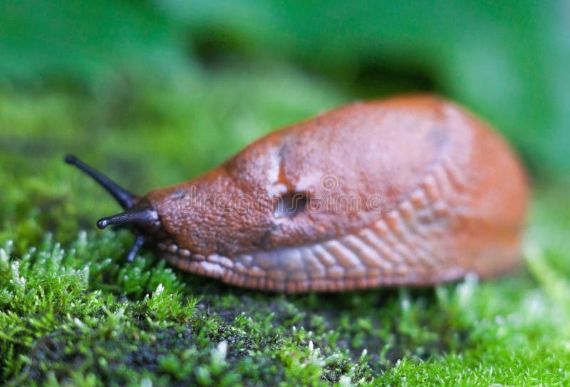 Land Slug Close Up, On Top Of The Strawberry Fruit Stock Photo - Image ...